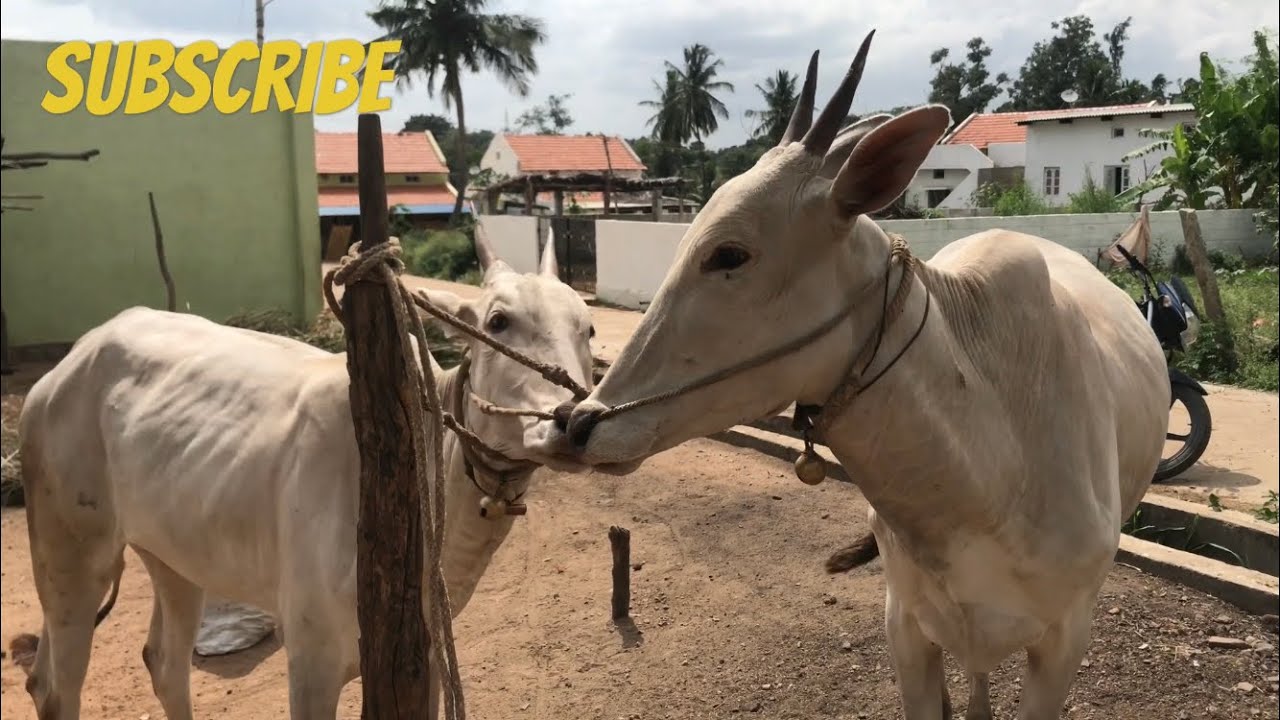 Indian oxen- price 70k- hallikar cows- milk teeth - YouTube