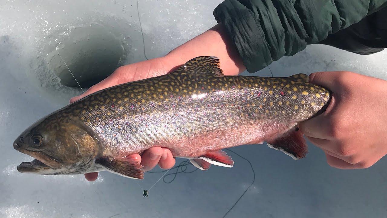 Last ice big Maine brook trout! - YouTube