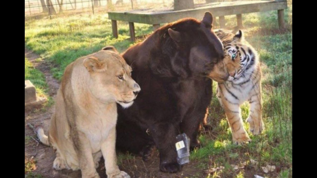 Top 5 Amazing Odd Animal Couples - YouTube