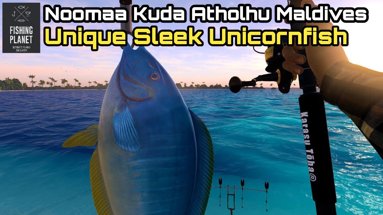 Fishing Planet Noomaa Kuda Atholhu Maldives, Unique Sleek Unicornfish ...