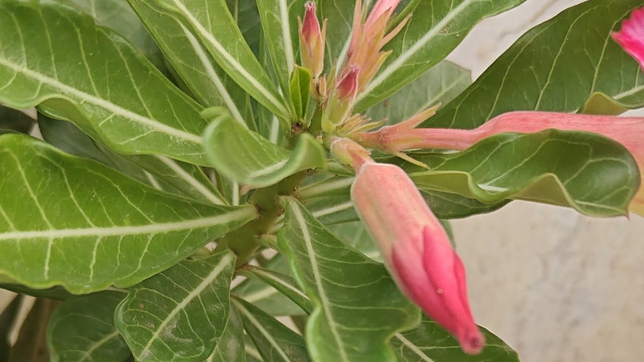 Fun Gardening with Niru is live hello my family - YouTube