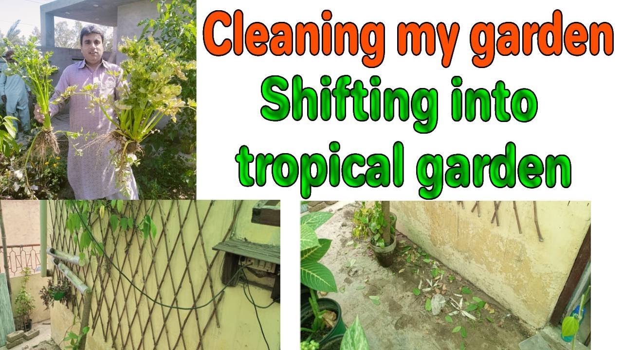 Shifting into tropical garden | cleaning and setting up my rooftop ...