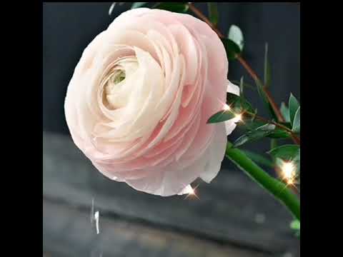 ⚘🤲Kısa Cuma videosu,mesaj⚘Hayırlı cumalar⚘#Dini​#ilahi​#cumamesajı​#allah​#islam​#allah​#​