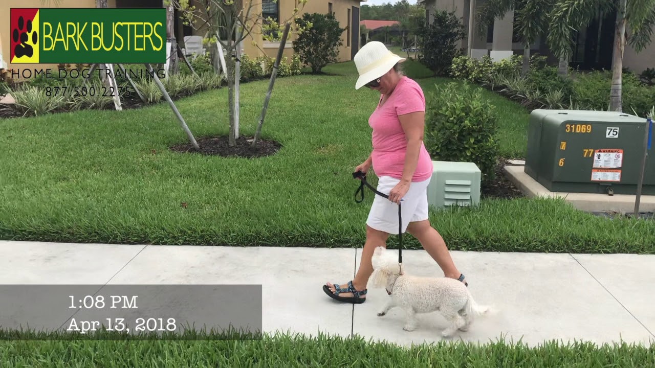 Dog Training of Cape Coral K9 - Patrick Logue Dog Trainer - YouTube