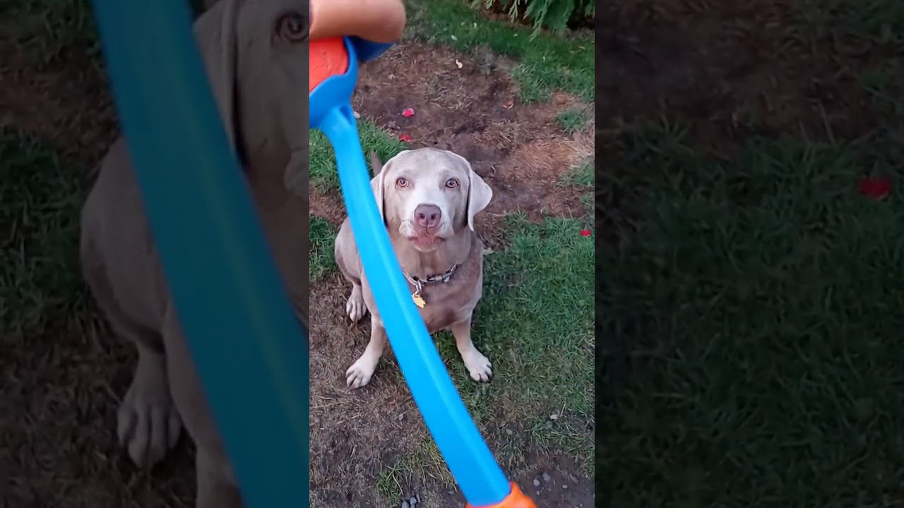 Trying To Hypnotize An INSANELY ADORABLE Dog | #shorts - YouTube