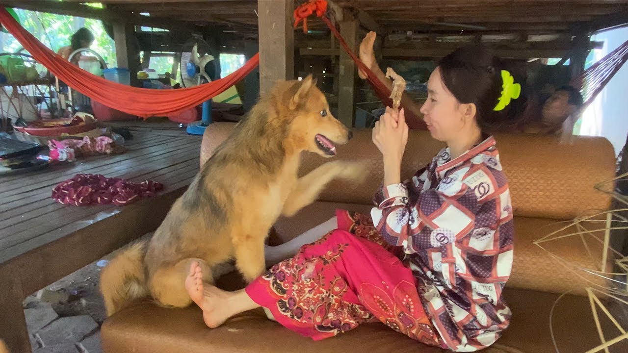 Wow Davann giving KOKO favorite food is duck meat and KOKO so happy ...