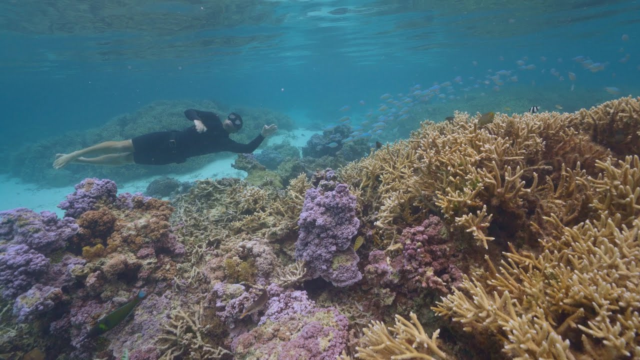 Rolex Perpetual Planet Initiative – Coral Gardeners: Restoring the Reef ...