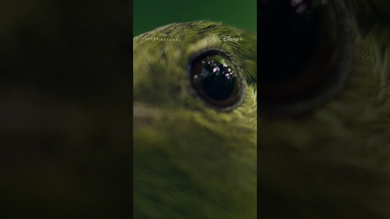 Birds that backflip #shorts - YouTube
