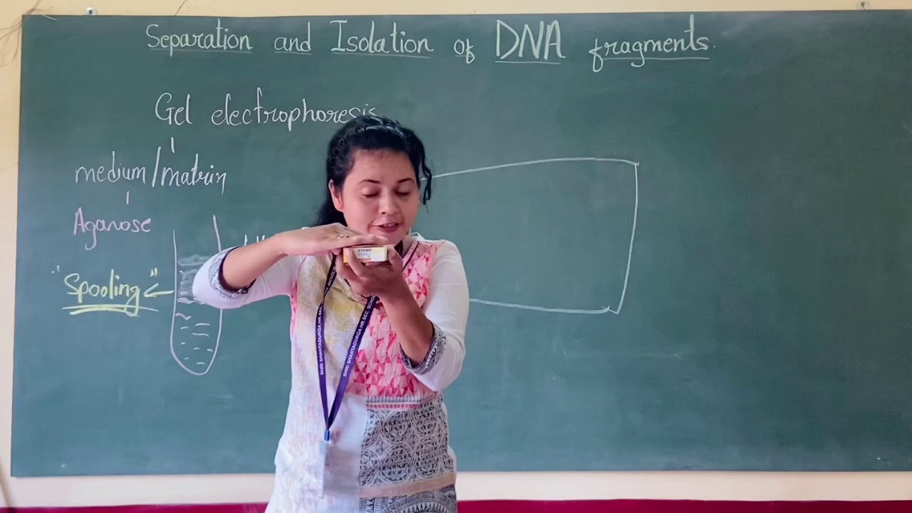 Separation and Isolation of DNA fragments - Gel electrophoresis - YouTube