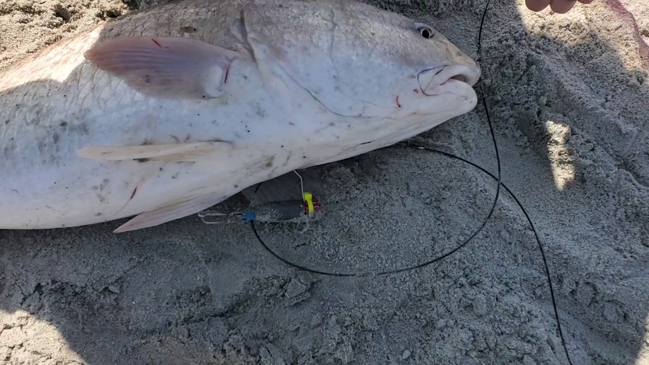 40 pound fish cought off the beach of Tybee Island 2020 - YouTube