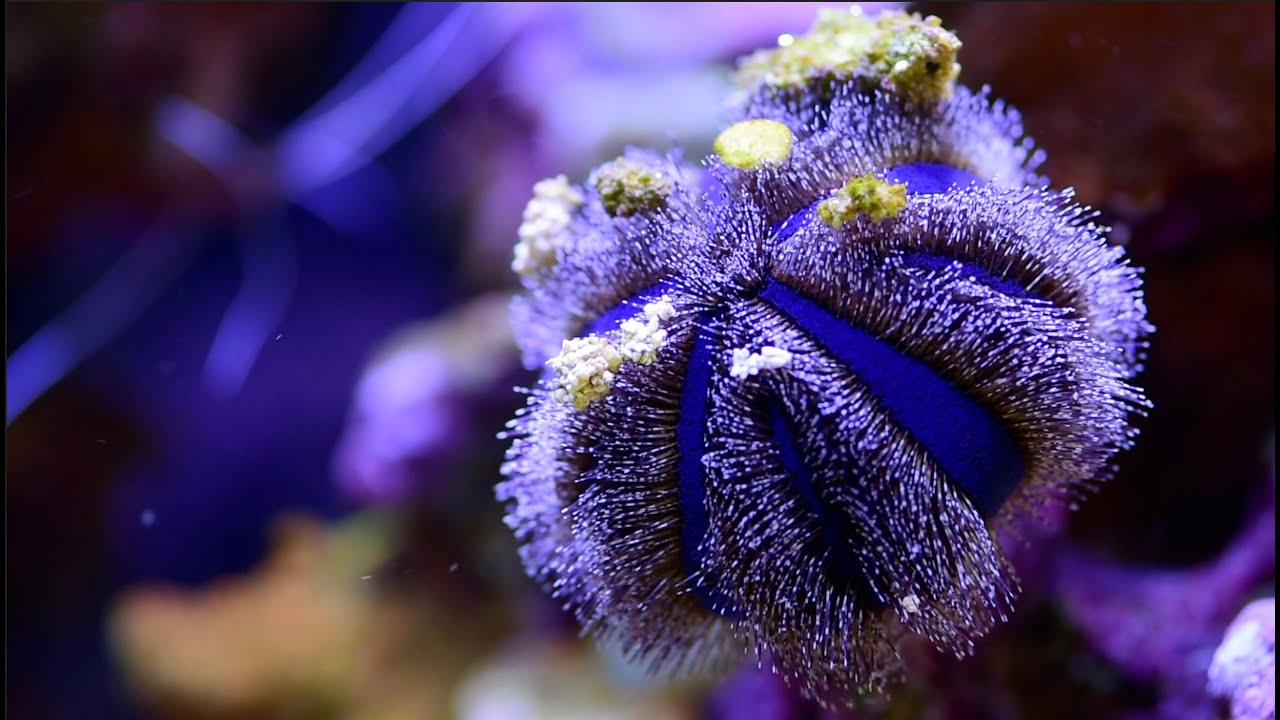 Best clean up crew for a reef tank ? - YouTube