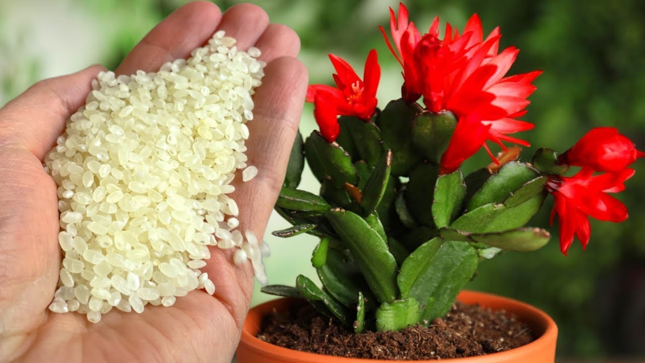 Зацвел моментально! 1 ложка под любой домашний цветок и пышное цветение ...