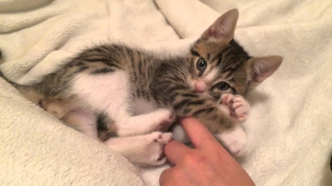 Cute Kitten Funny Playing With Human Hand - YouTube