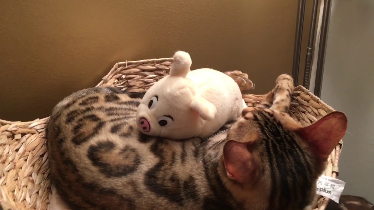 When Pigs Attack. - YouTube