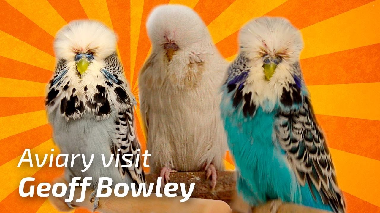 BIRD BUDGIES; BUDGERIGARS, ECHIBITION BUDGIE Geoff Bowley |United ...