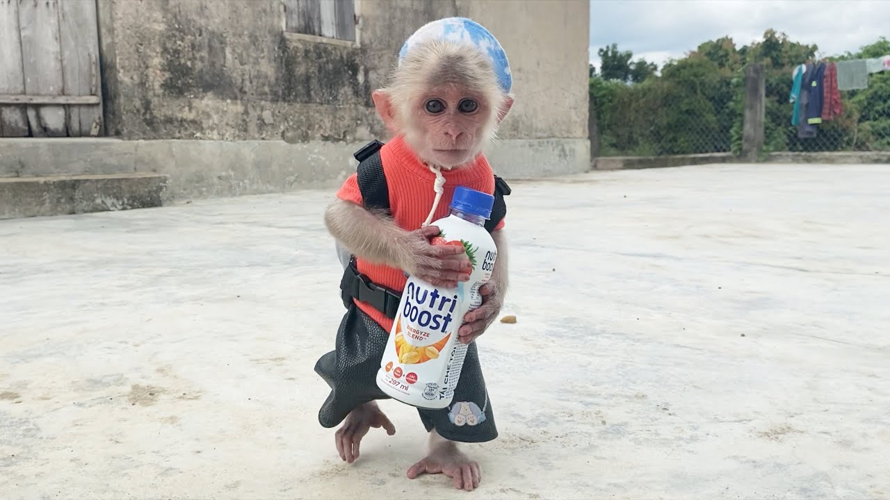Super smart! Little monkey SinSin takes care of Dad when Dad is busy ...