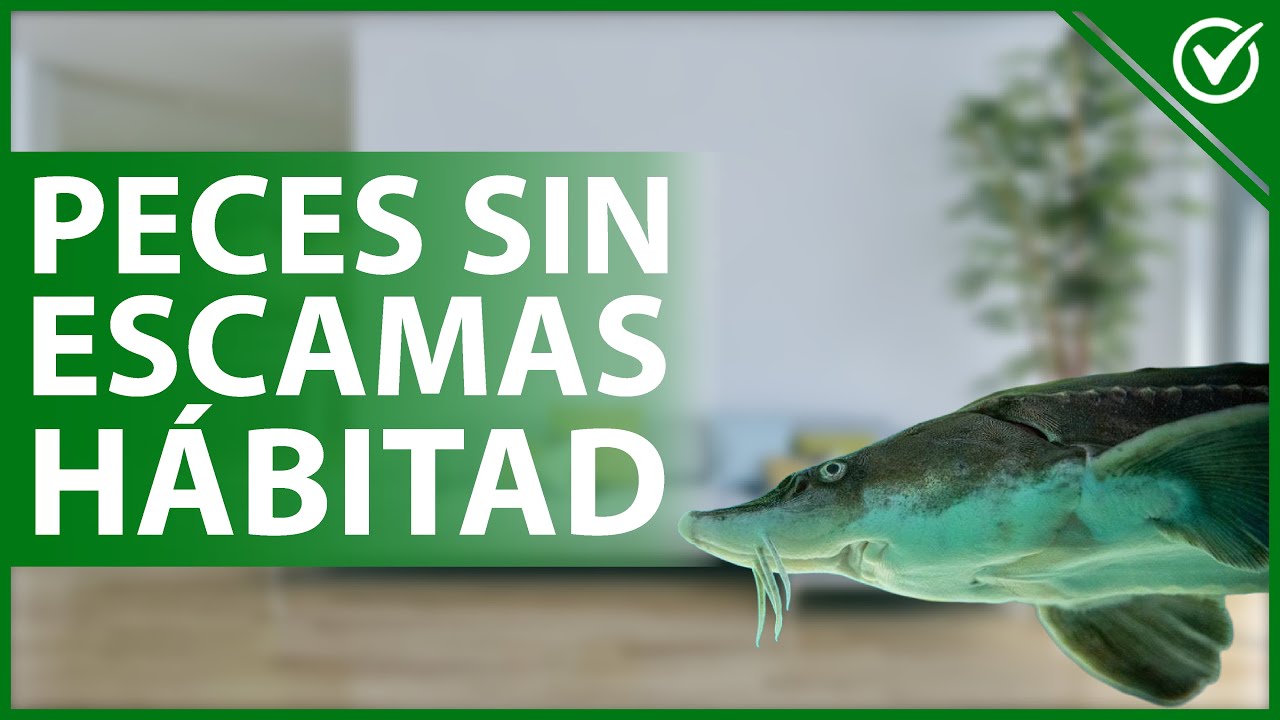 🐟 PECES SIN ESCAMAS: Hábitat, características y ejemplos de estos ...