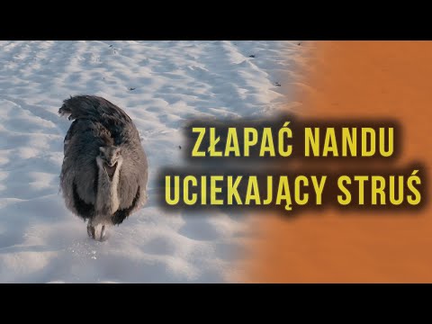 Struś na wolności, czyli Nandu ucieka