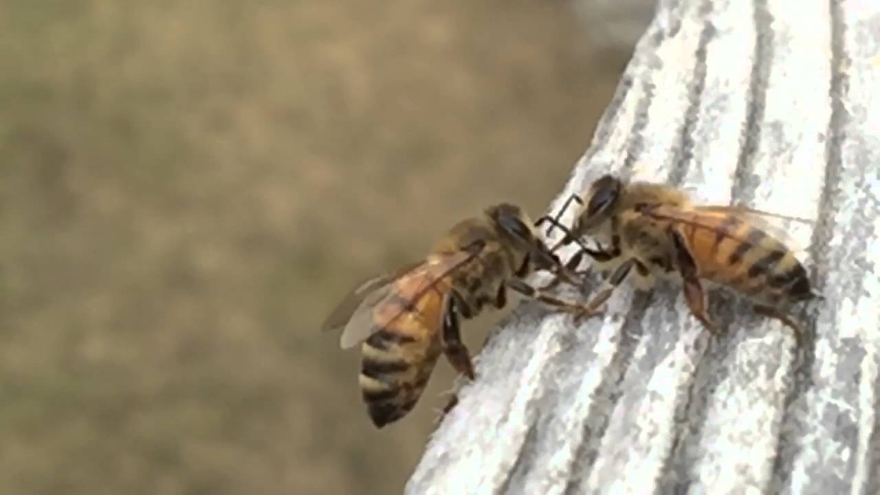 Slow motion bees - YouTube