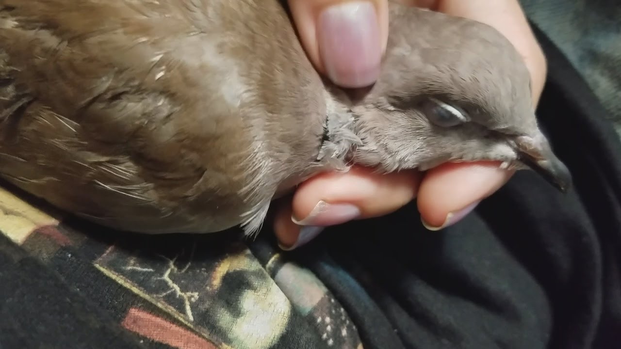 Petting a cute, soft, calm, sweet, happy DOVE! Pidove snuggles and coos ...