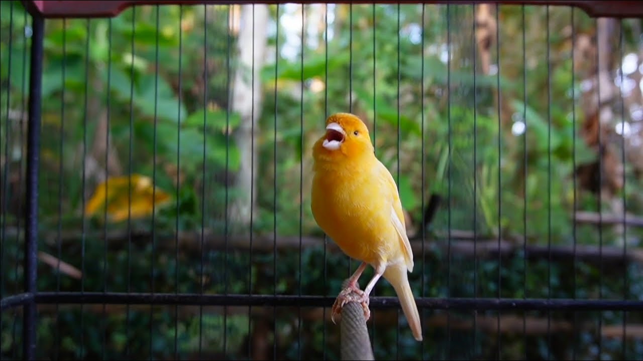 Canary Singing Sounds | Stimulate Your Canary to Sing & Relaxing Bird ...