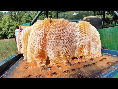 80 Pounds of Liquid GOLD - Honey Harvest 2024
