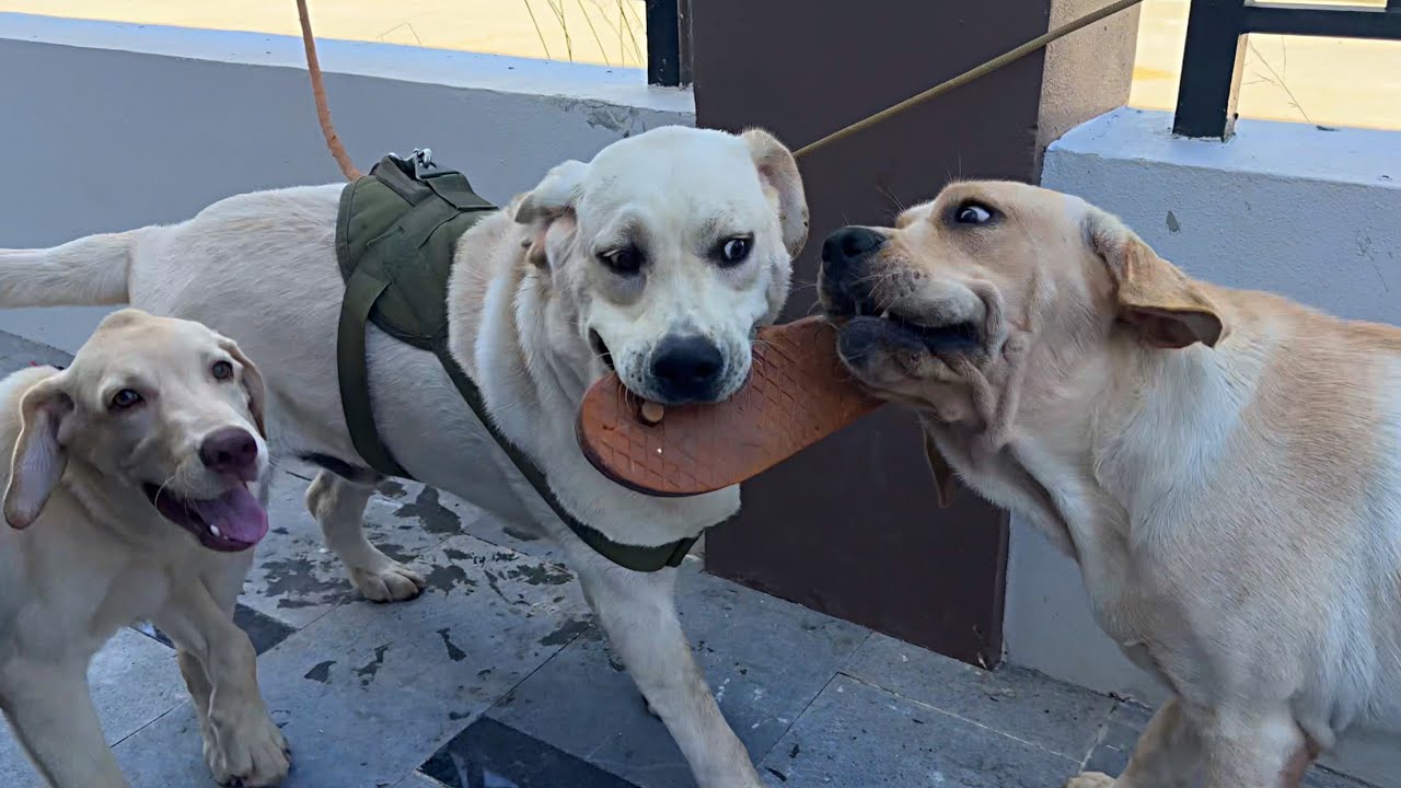 Labrador Retriever Family Beautiful Dog - YouTube