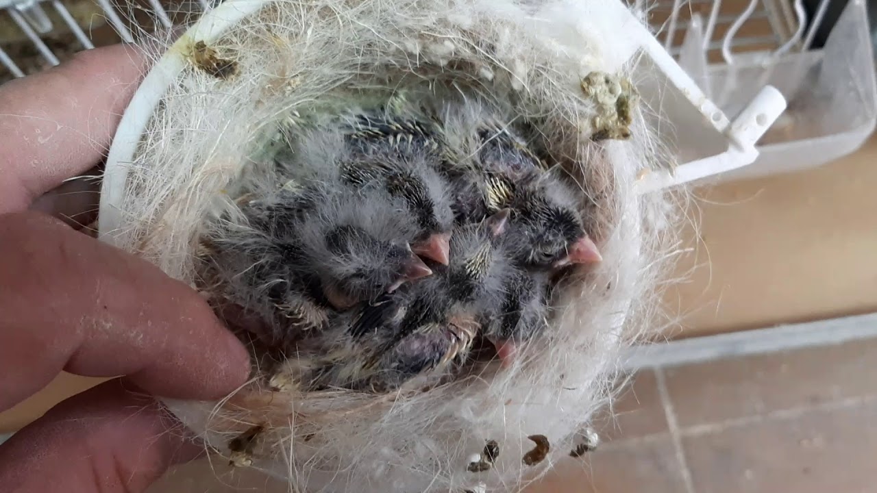 Repaso pichones - YouTube