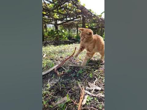 Snake Attack #reels #shorts #cat #tiger #Felion #snake #fight #battle # ...