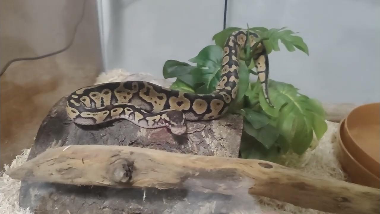 pastel ball python out and about on day 2. - YouTube