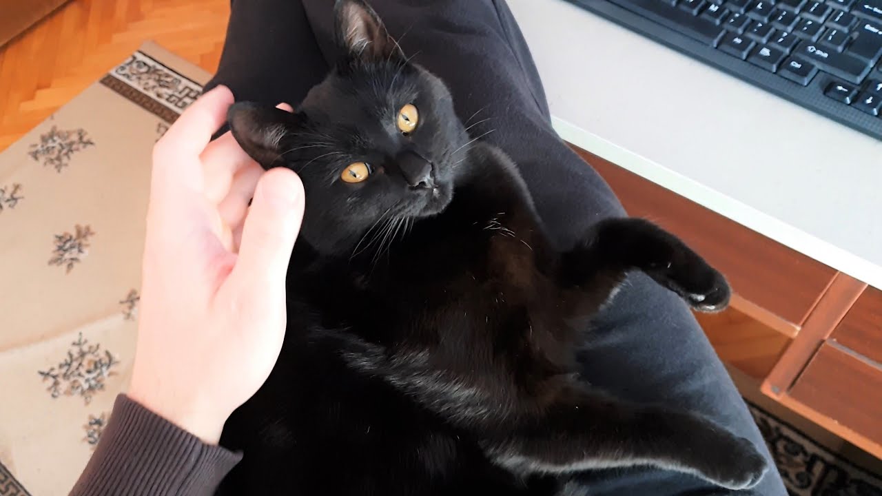 ASMR - Cat Purring and Cuddling - YouTube