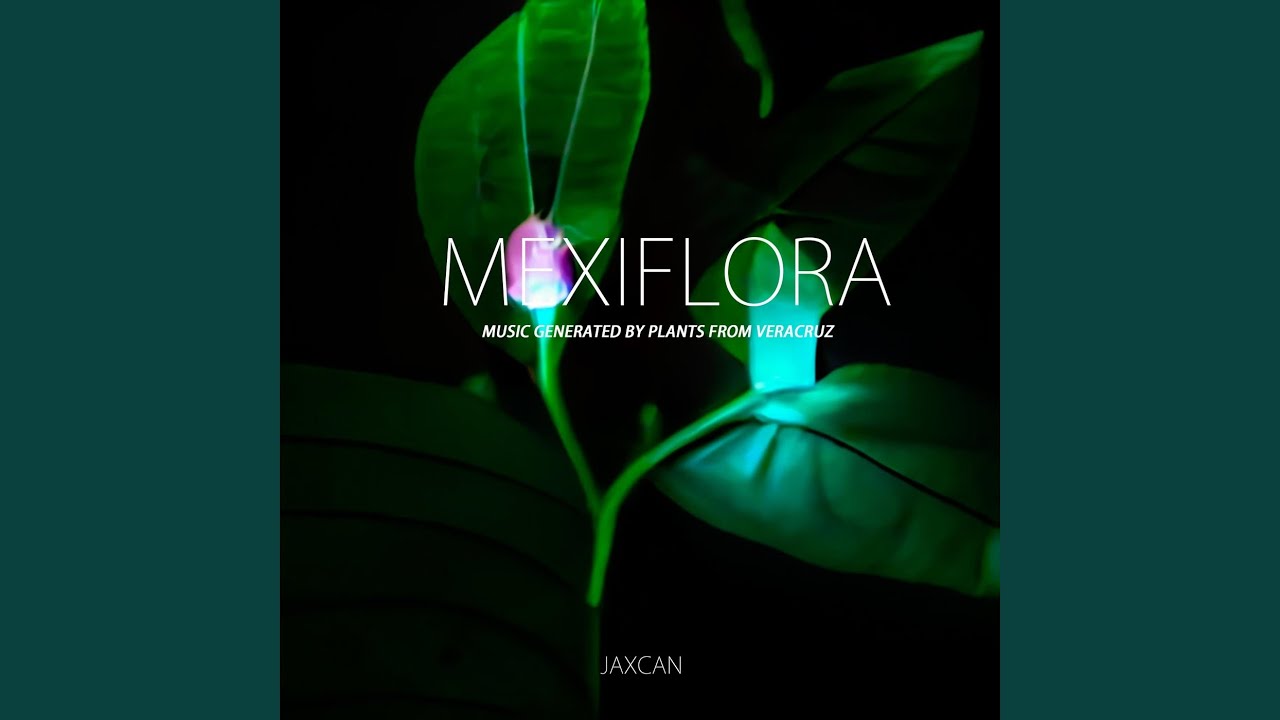 Guazuma ulmifolia (Guásimo) - YouTube