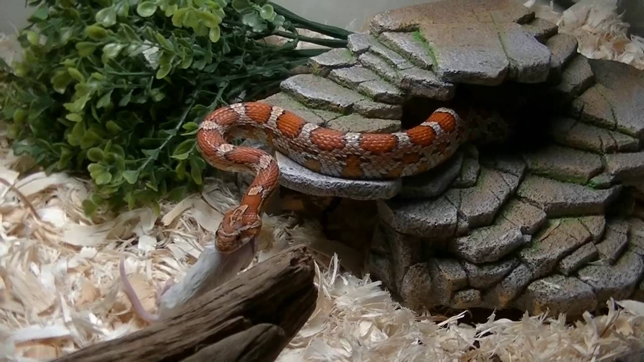 Cute Snake Feeding Frozen-Thawed with Tongs - YouTube