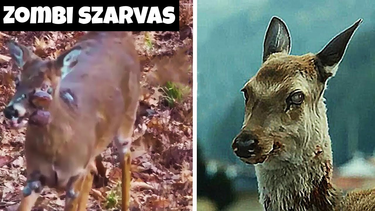 Igazi Zombiszarvasok Járkálnak?? | Igaz vagy Kamu? - YouTube