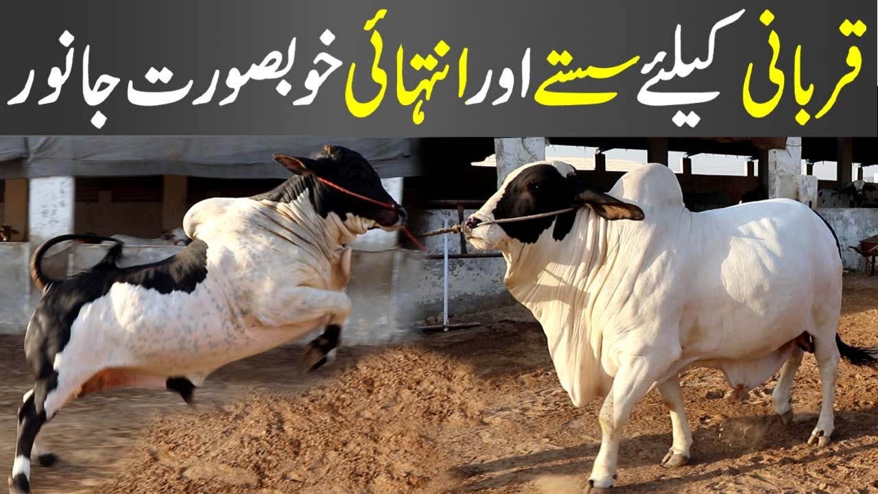 Cattle Farm Karachi | Pasha Cattle Farm | Cow mandi 2023 - YouTube