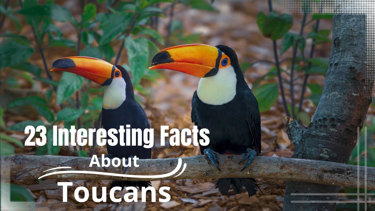 Toucan Facts || 23 Interesting Facts About Toucans - YouTube