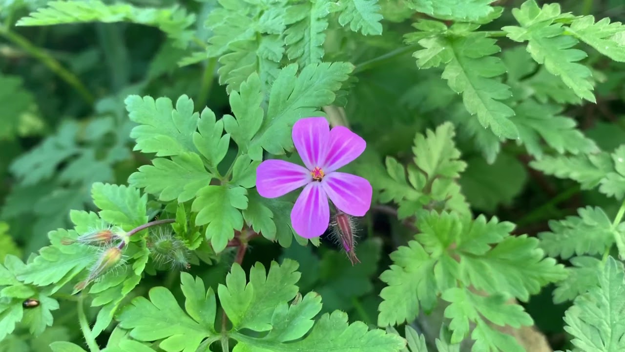 Wildflowers Along Much Marcle Ridge Herefordshire - YouTube