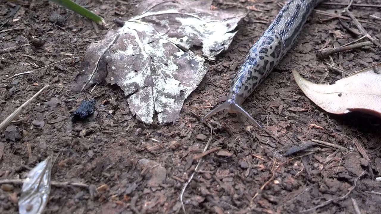 TIGER SLUG Up Close - YouTube