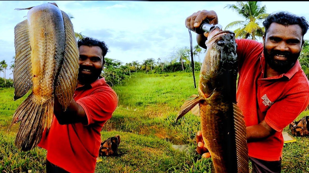 amazing heavy fish caught from kerala | THATTIKOOTT FISHING - YouTube