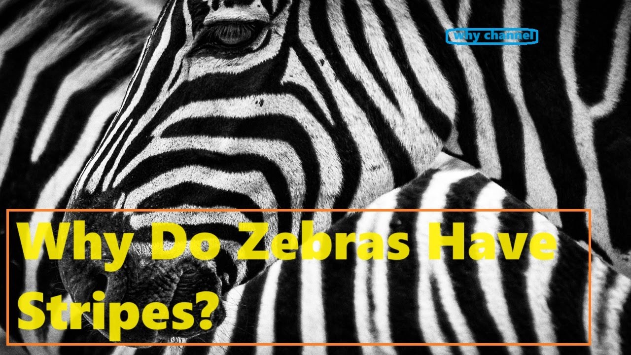 #Why Do Zebras Have Stripes? #why #science #sciencefact # ...
