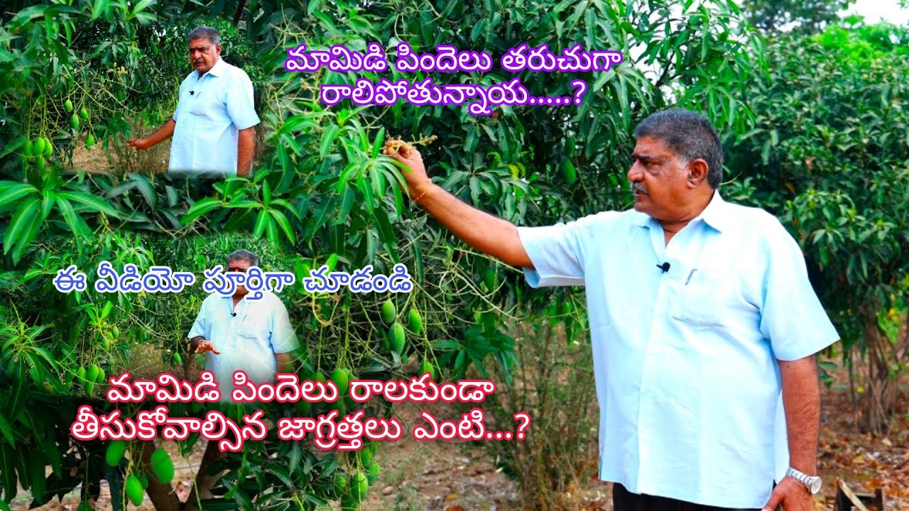 మామిడి పిందెలు తరుచుగా రాలకుండ తీసుకోవల్సిన జాగ్రత్తలు ఏంటి.?|GkR ...
