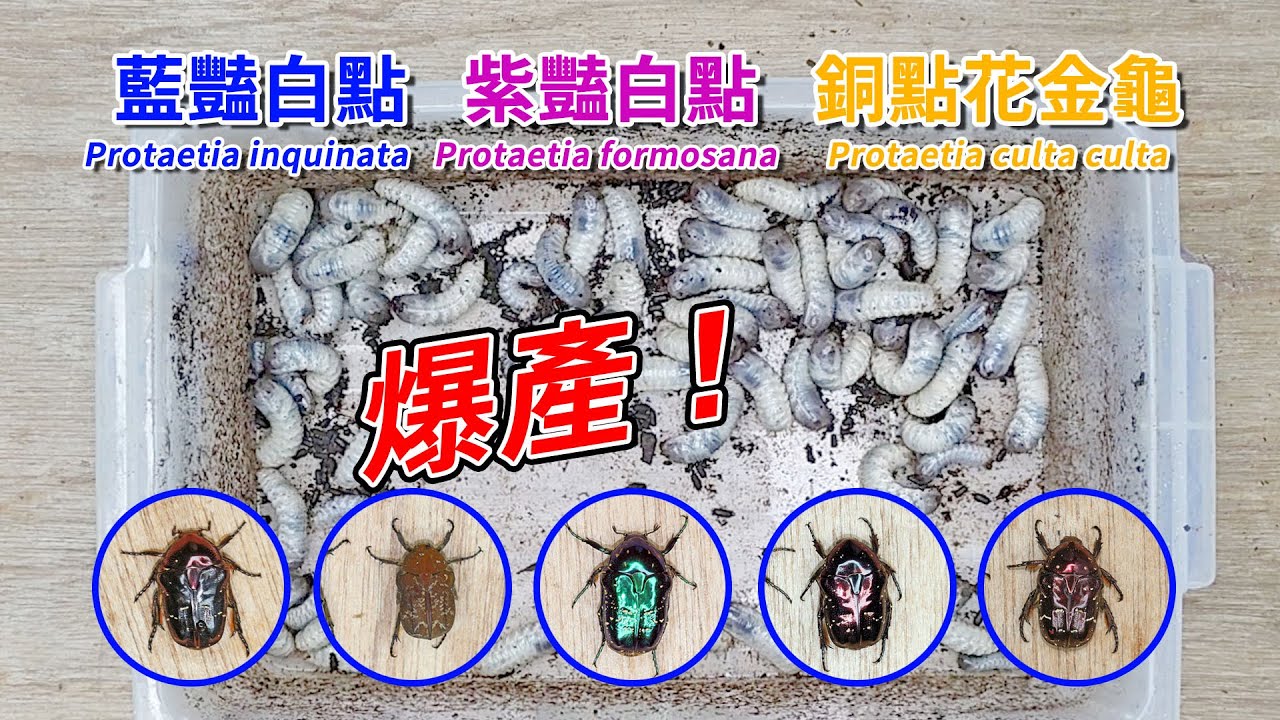 【山林蟲坊】藍豔紫豔銅點花金龜開產房記 | Protaetia inquinata, Protaetia formosana ...
