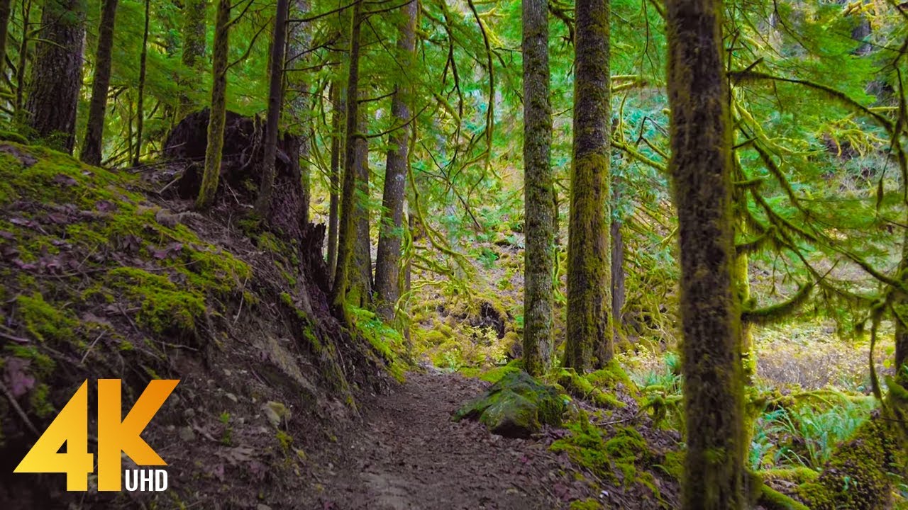 4K Virtual Hike through a Mystic Forest - Pratt River Trail - Scenic ...