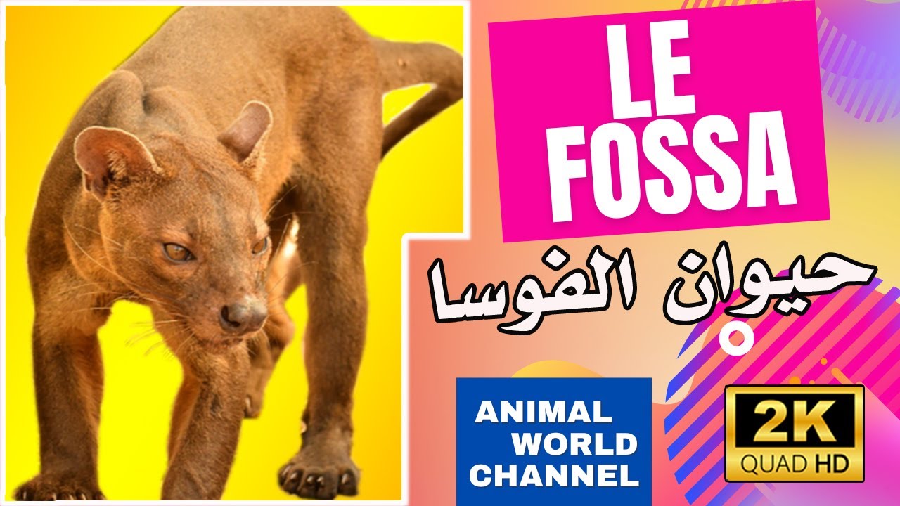 Le fossa : le plus grand prédateur de Madagascar - YouTube