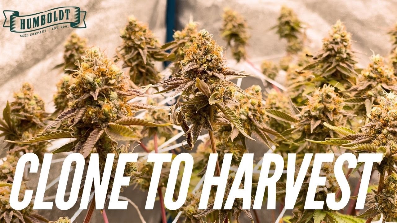 Clone to Harvest | My First Photoperiod Grow! | Orange Creamsicle x ...