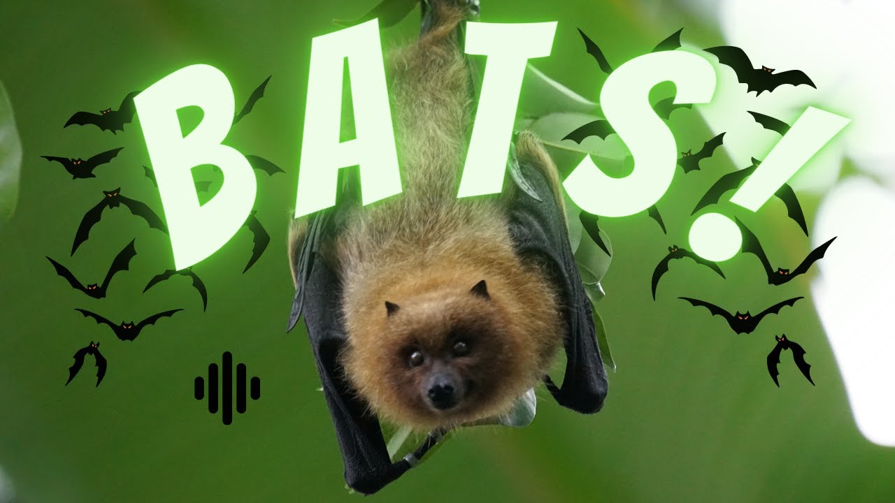 Bats sound. - YouTube