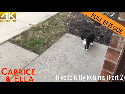 Caprice & Ella 309 | Tuxedo Kitty Returns (Part 2)