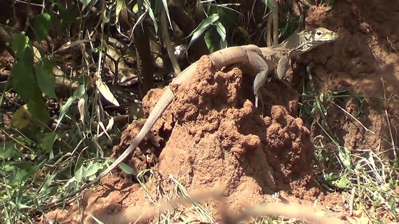 Monitor lizard in the ceiling - YouTube