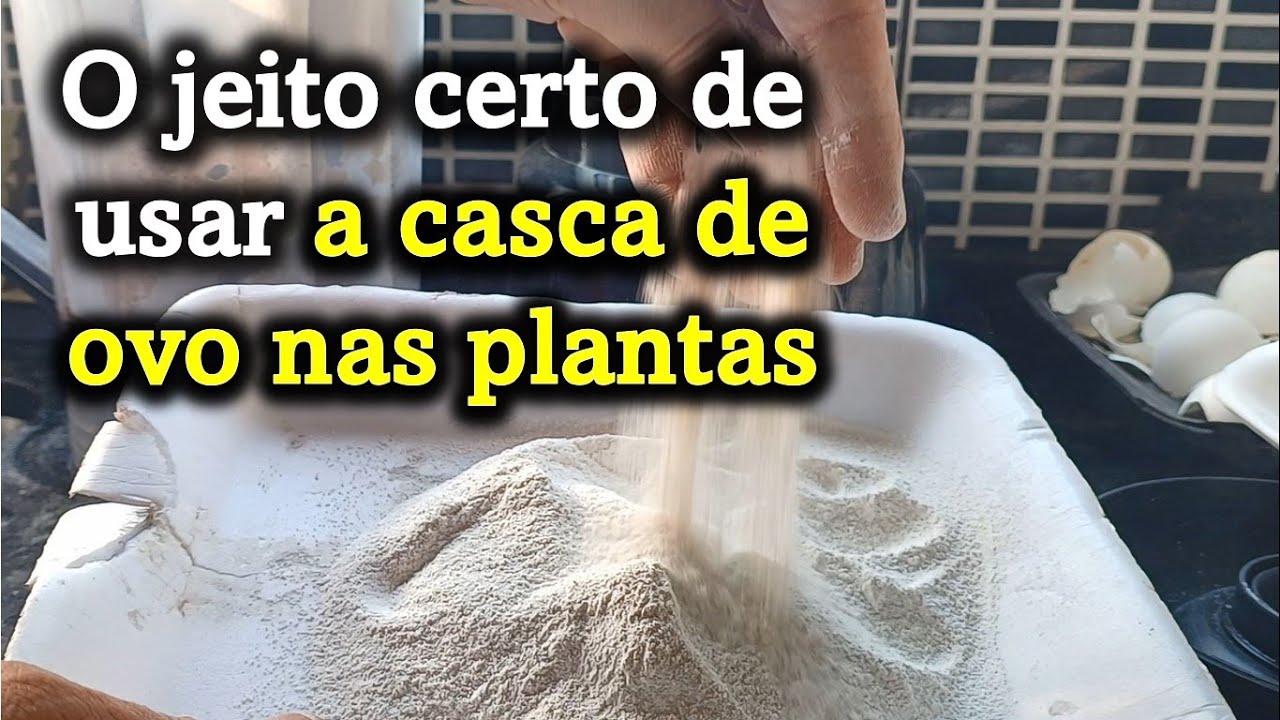 O jeito certo de usar a casca de ovo nas plantas - YouTube