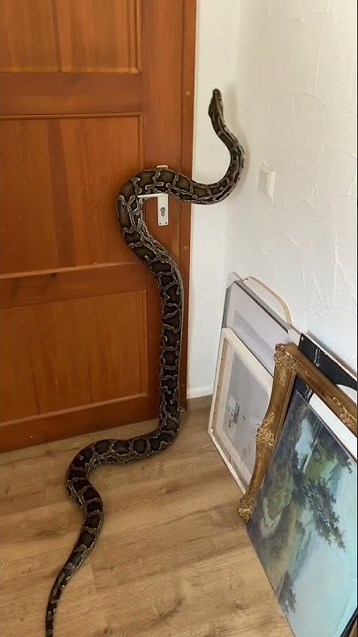 Python opens Doors at home - YouTube